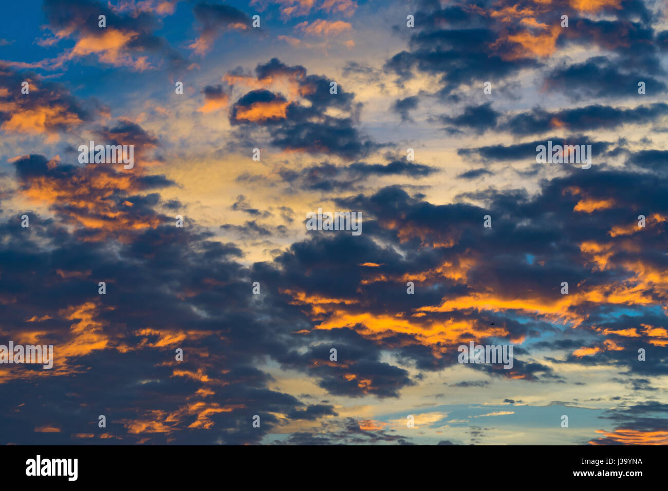 Silhouettes of the trees. Beautiful sunset sky, color and dark tone ...