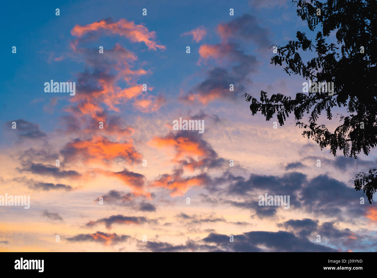 Silhouettes of the trees. Beautiful sunset sky, color and dark tone ...
