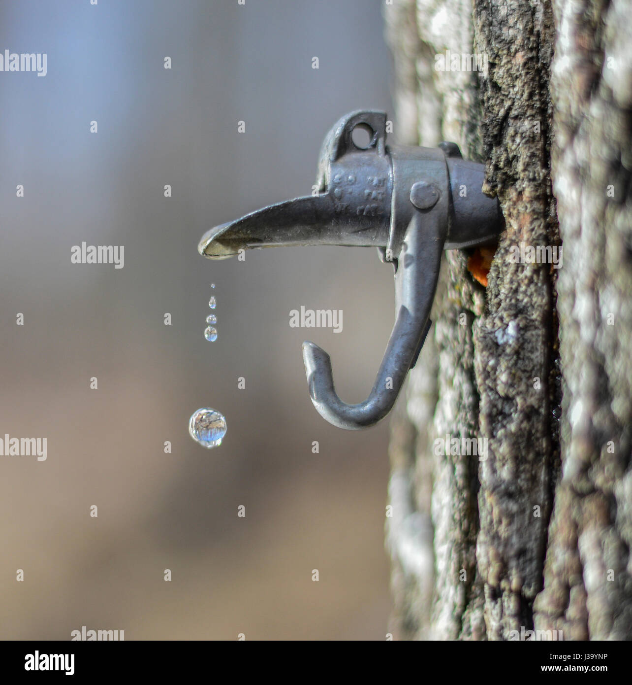 Caption of a falling drop of maple water at spring and it's trail of ...