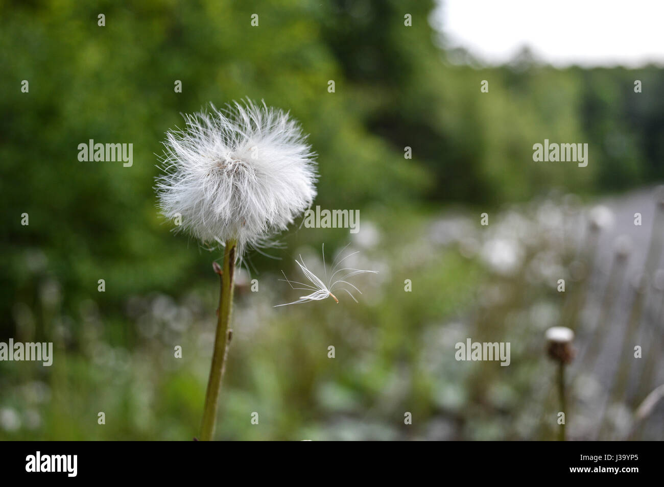 Seed transportation hi-res stock photography and images - Alamy