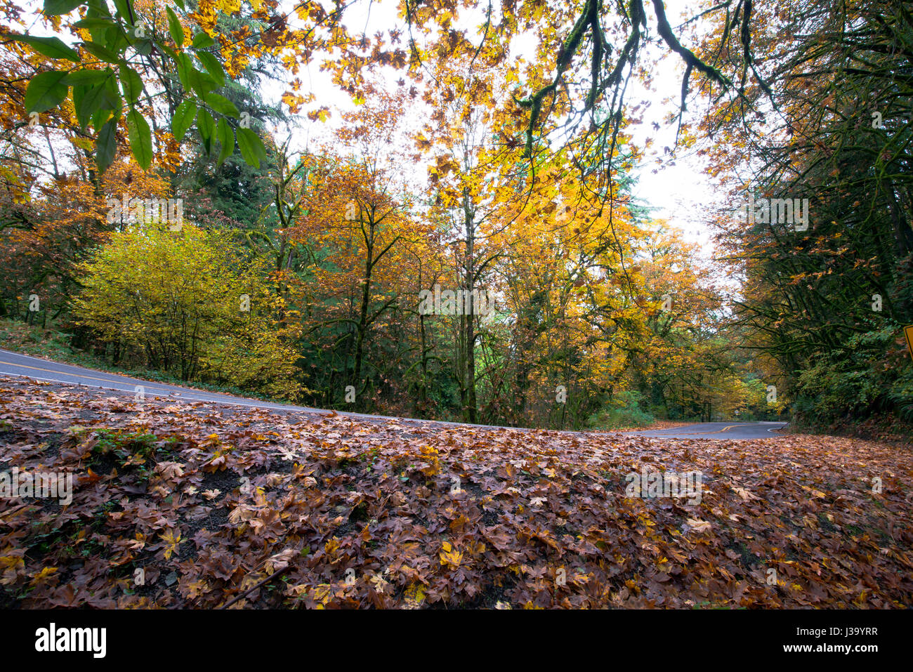 Trees flanking a road hi-res stock photography and images - Alamy