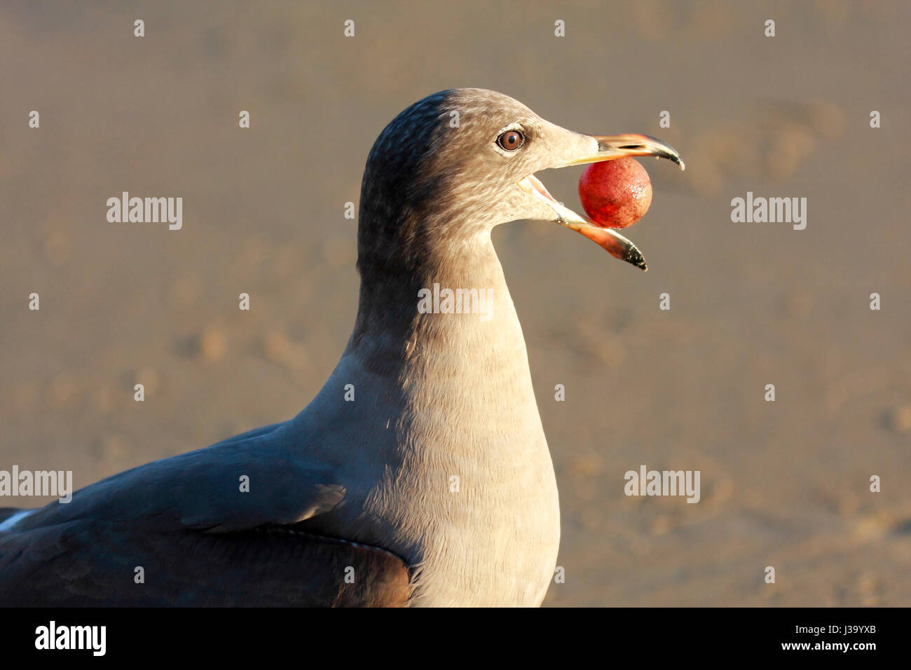 a seagull playing with a rubber ball at the beach on a late afternoon ...