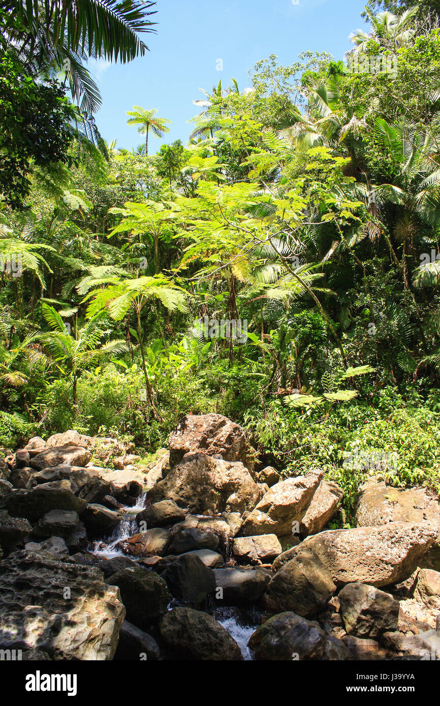 water stream in El yunque national forest, Puerto Rico Stock Photo - Alamy water stream in El yunque national forest, Puerto Rico Stock Photo - Alamy