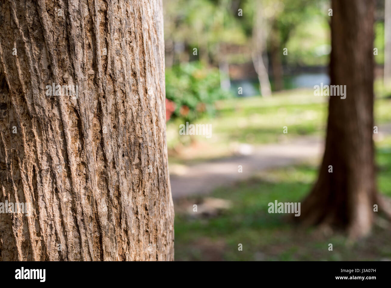 Tree Bark skin of big tree in outdoor park. Selective focus Stock Photo ...