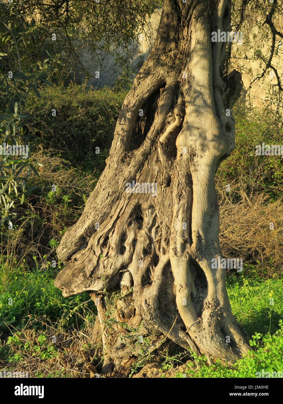 Gnarled olive tree hi-res stock photography and images - Alamy