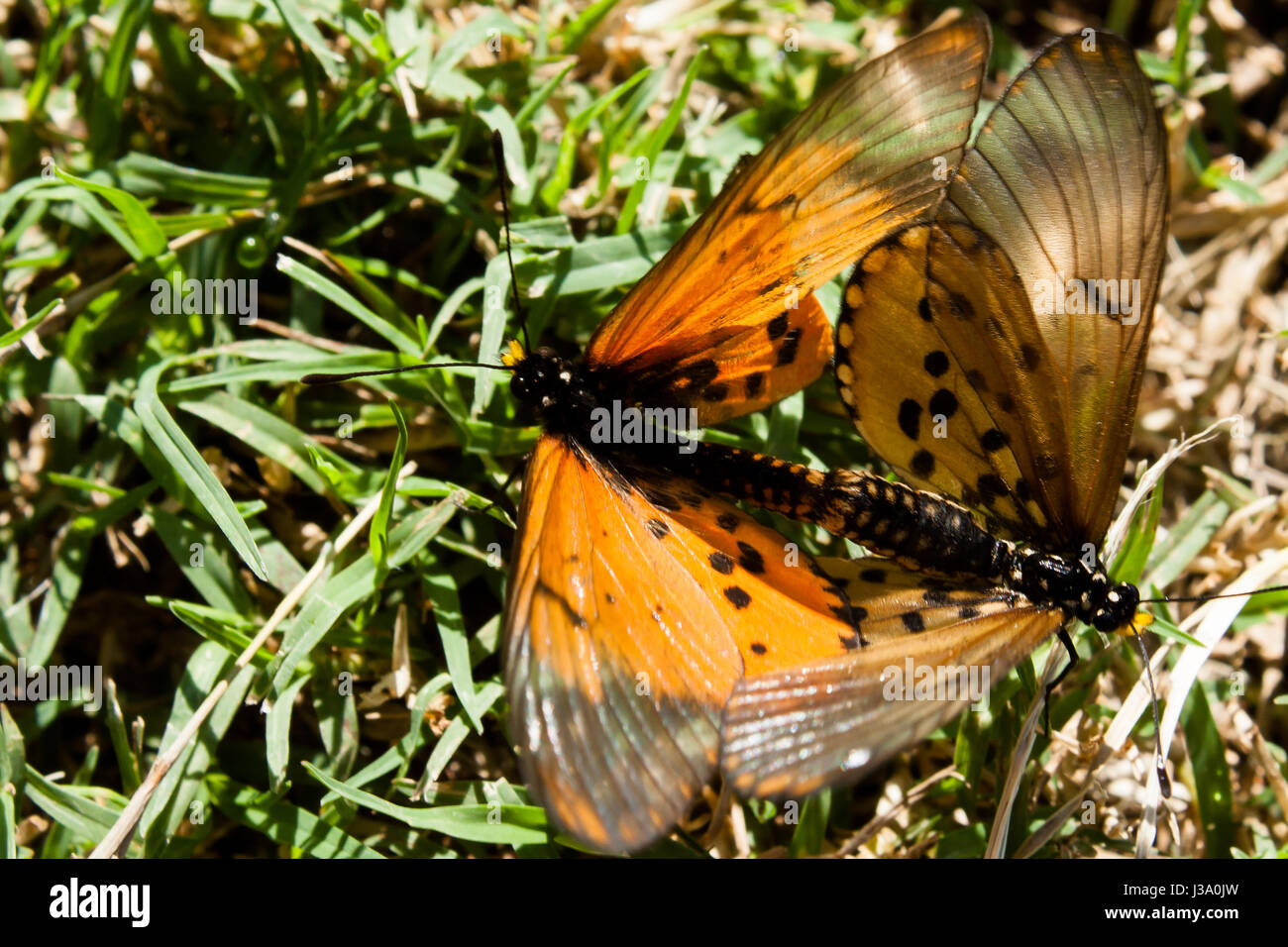 Walking in the garden and saw this two butterfly mating now i had to ...