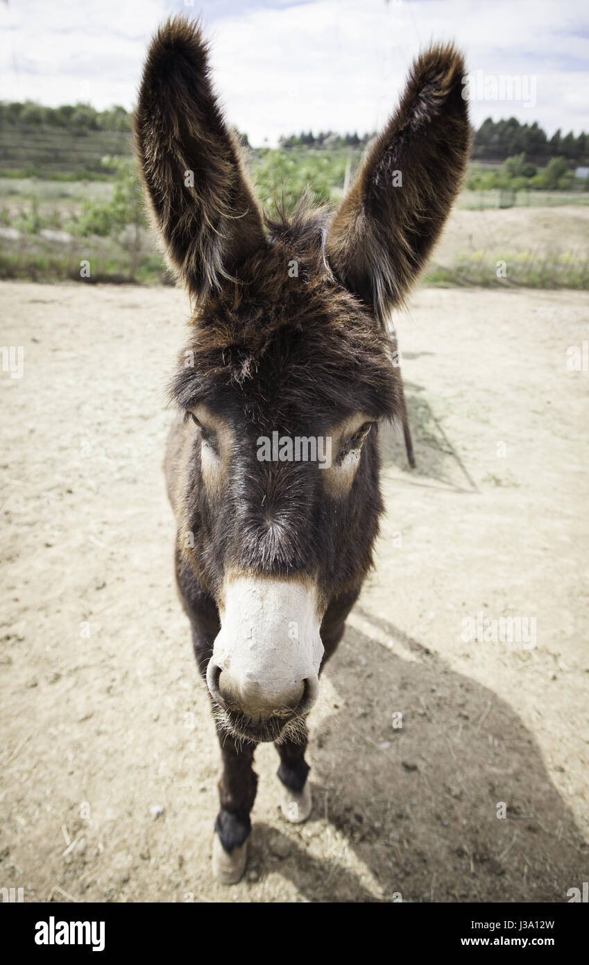 Donkey on a farm, detail of a mammal animal, farm animal Stock Photo ...