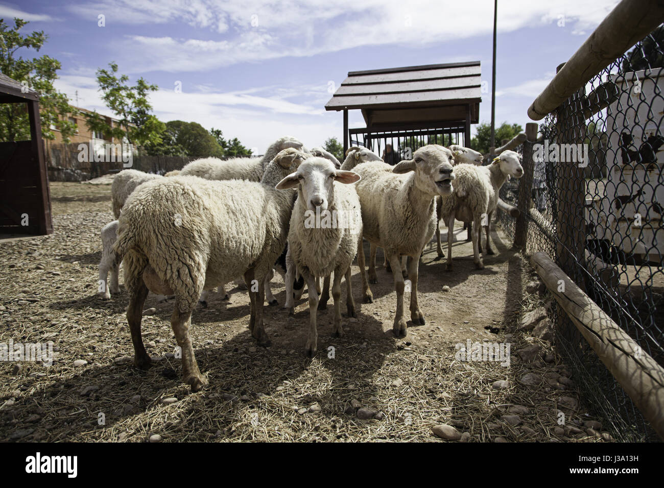 Sheep on a farm, detail of mammalian animals, wool and milk, food ...