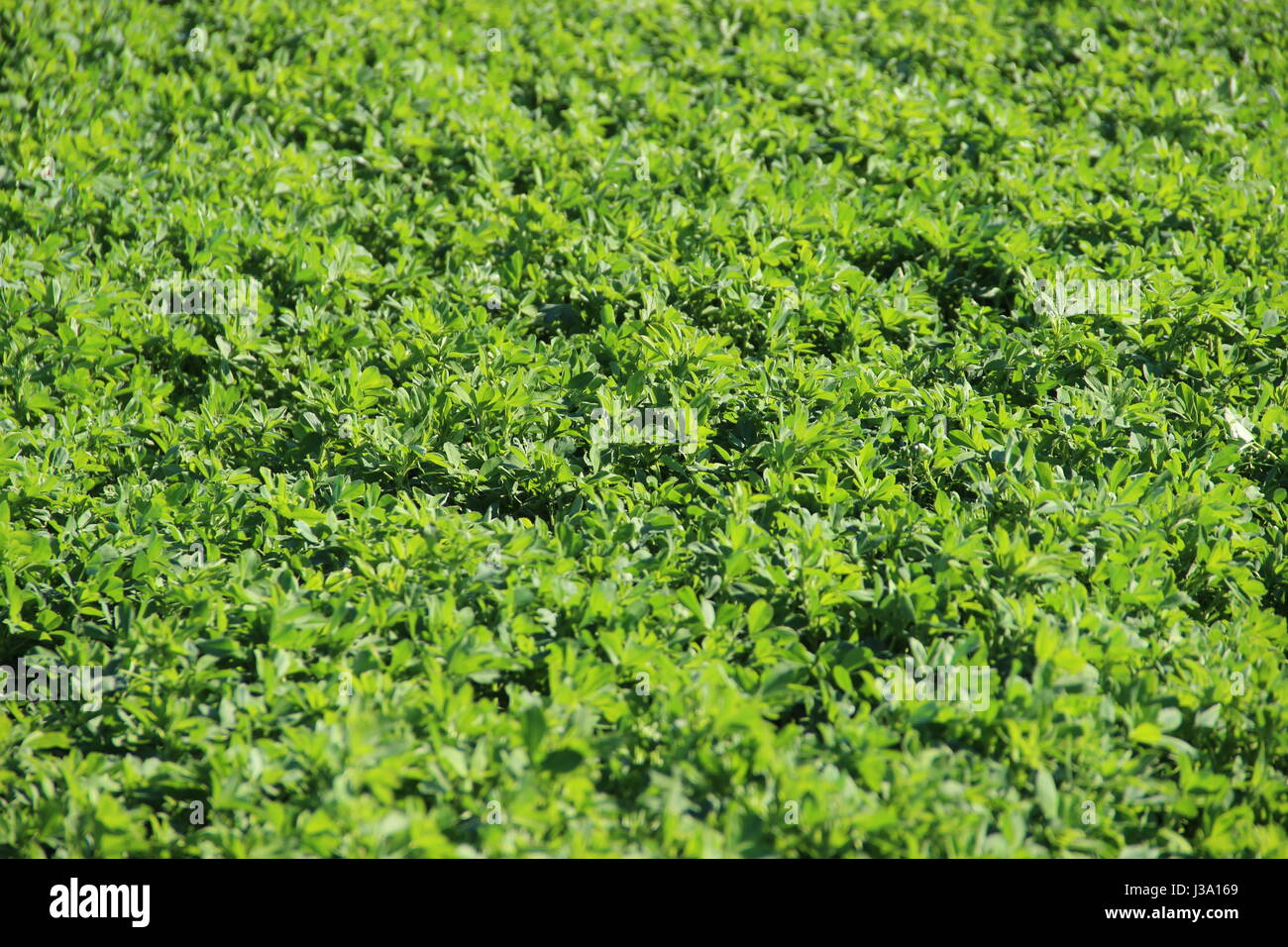 Seedlings in agricultural field Stock Photo - Alamy