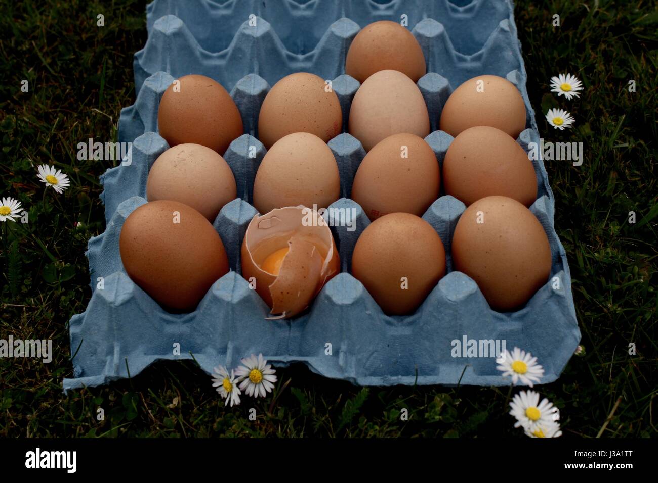 Foot stepping on egg box carton on grass Stock Photo - Alamy
