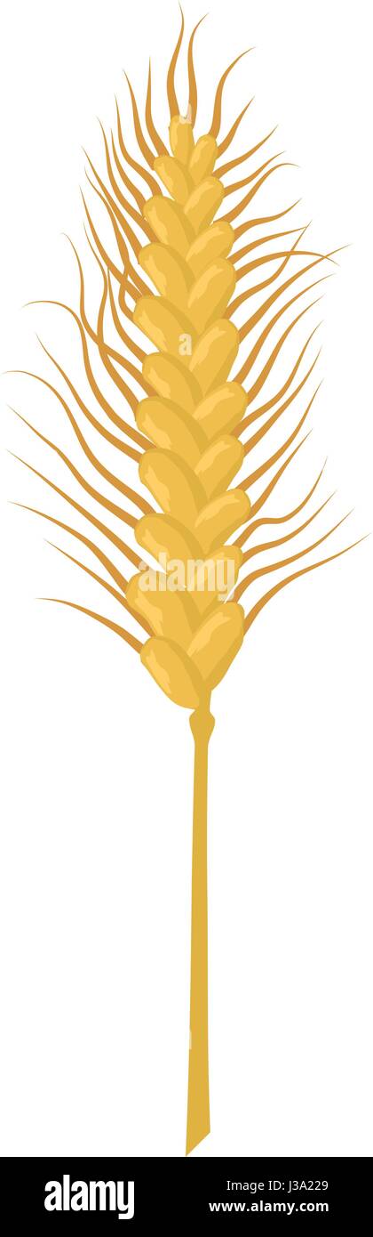 Emmer, grain Stock Vector Images - Alamy