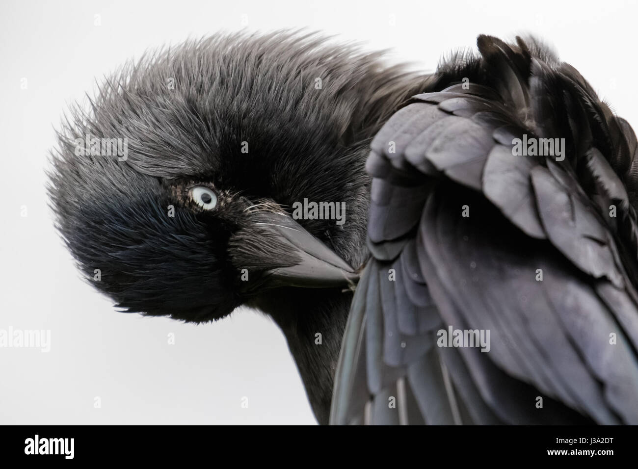 Jackdaw preening hi-res stock photography and images - Alamy