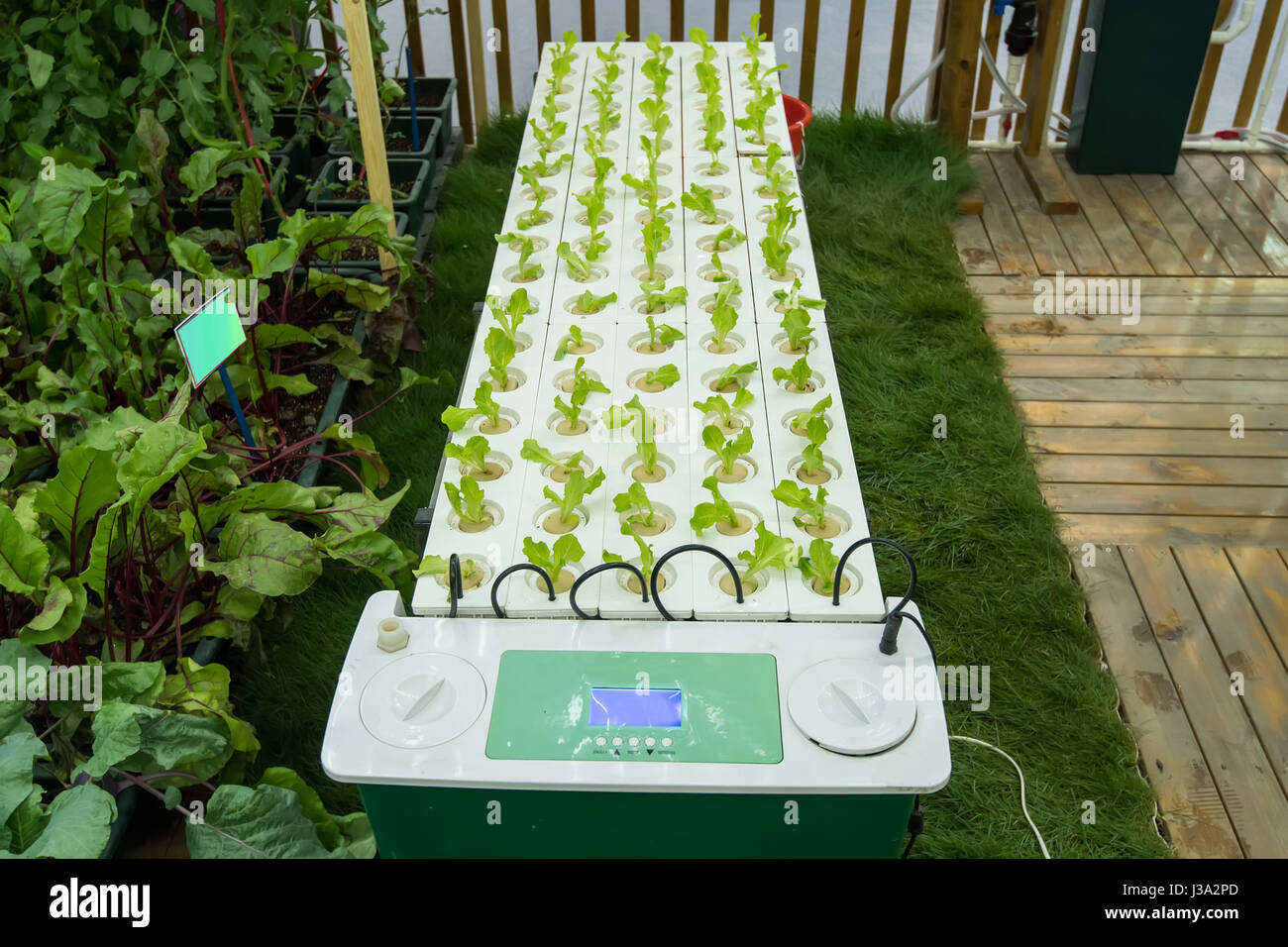 Vegetable garden with Water Hydroponics system Stock Photo - Alamy
