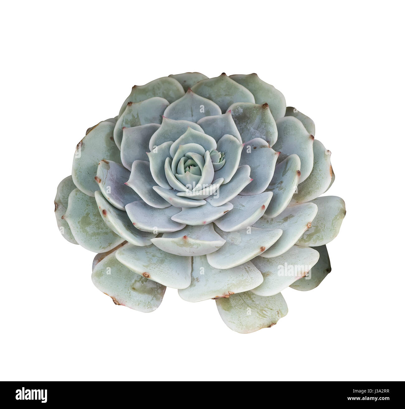 round succulent top isolated on white background Stock Photo - Alamy