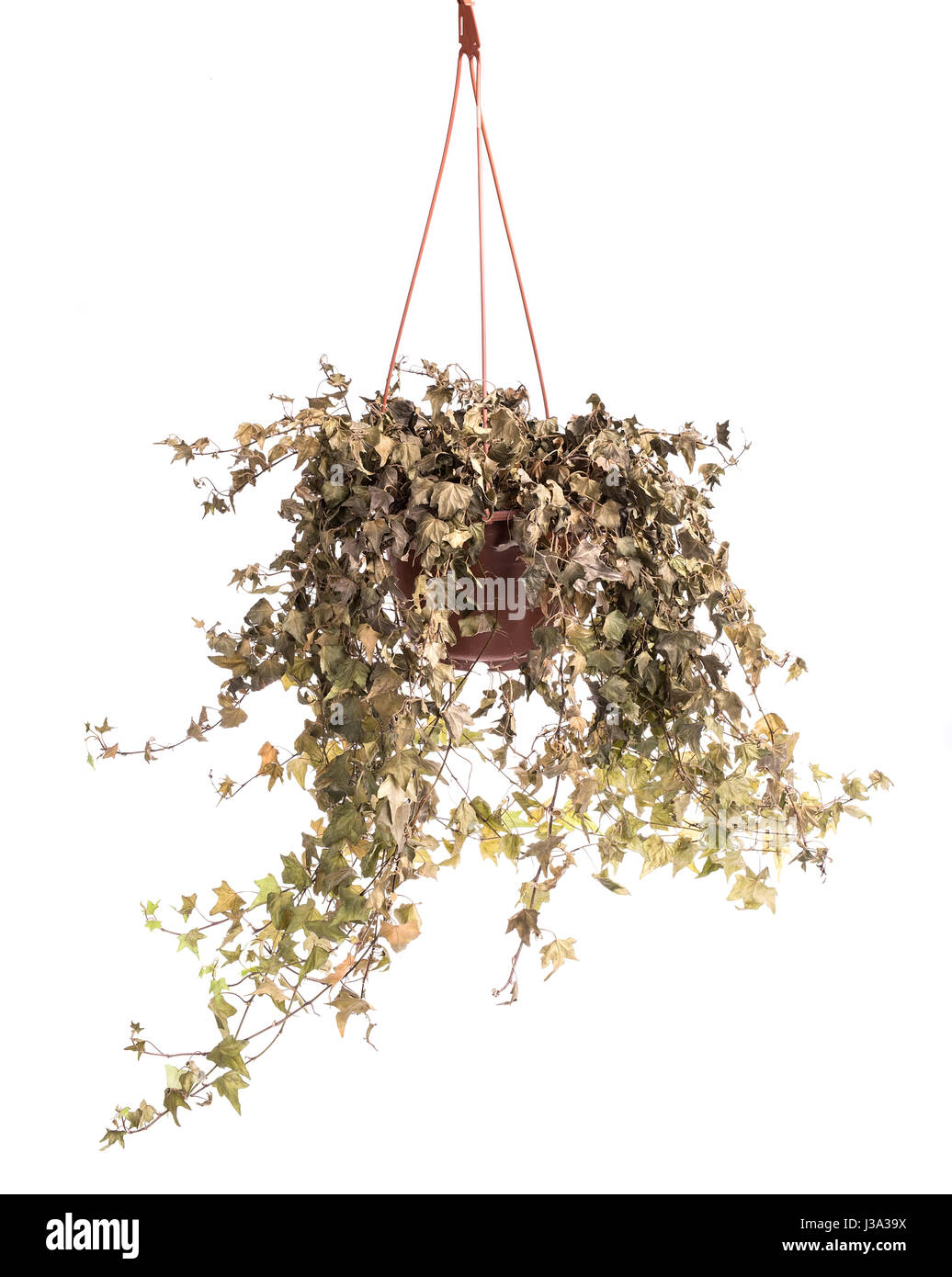 dry withered ivy leaves plants in flower pot Stock Photo - Alamy