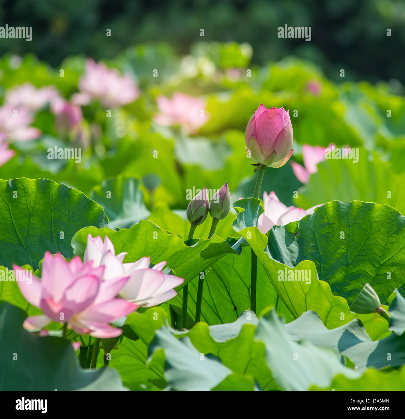 blooming lotus flower Stock Photo - Alamy