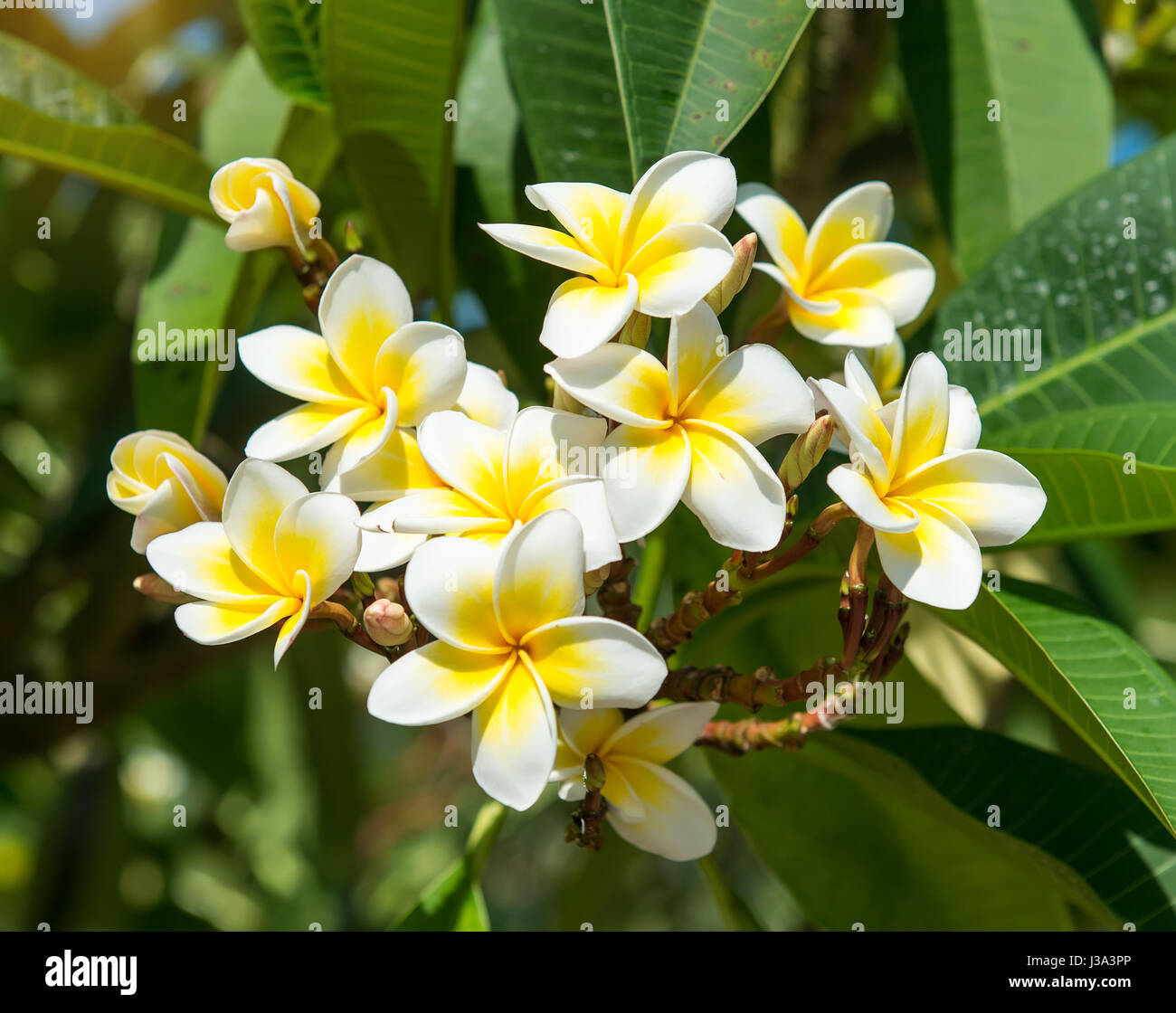 frangipani or plumeria tropical flower in nature Stock Photo - Alamy
