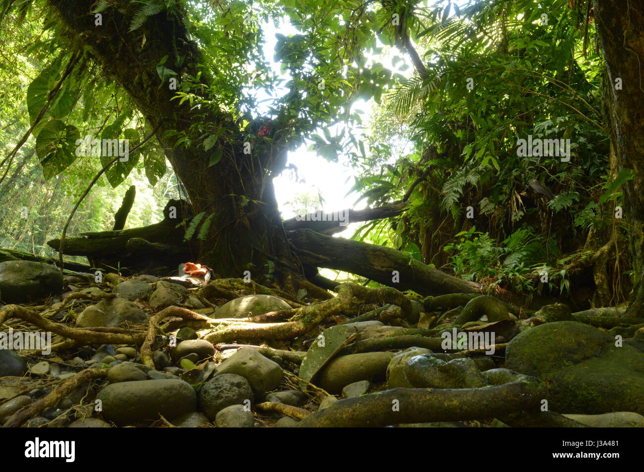 Jungle break hi-res stock photography and images - Alamy