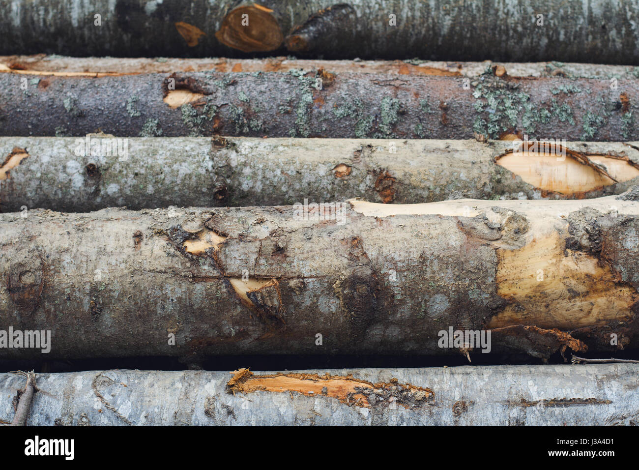 horizontal front view close up of freshly cut forest fir trees arranged ...