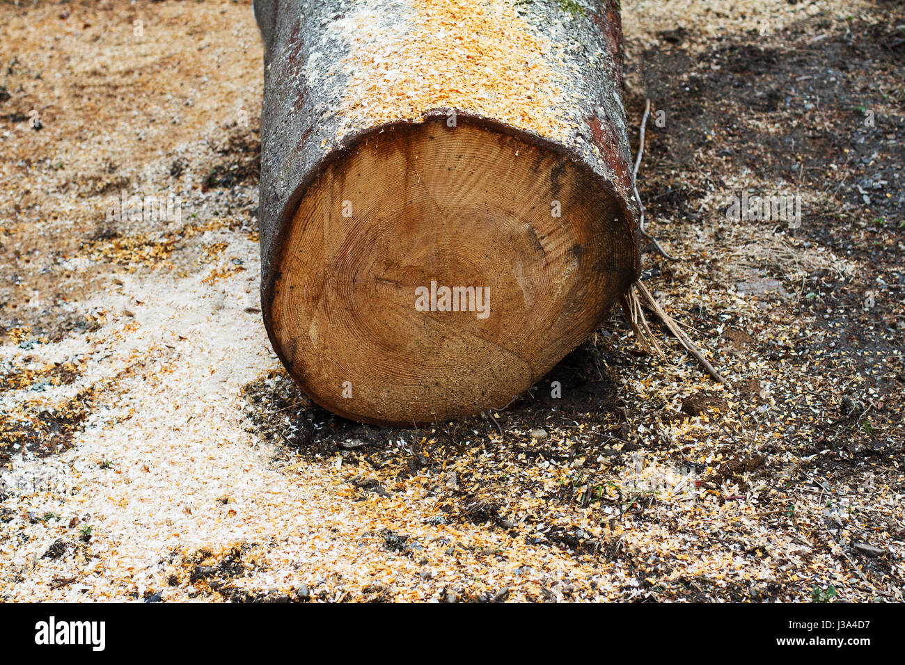 front view closeup of freshly cut tree trunk in the forest with sawdust ...