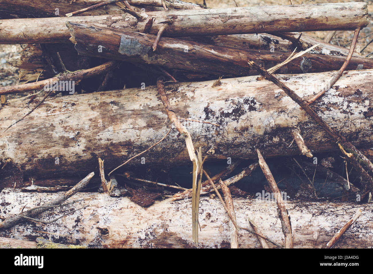 horizontal closeup of pile of brown fallen fir tree trunks in a virgin ...