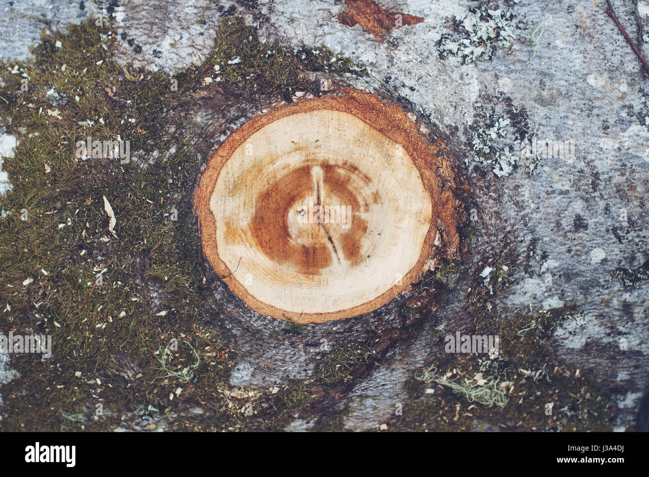 horizontal front view closeup of tree trunk bark texture with branch ...