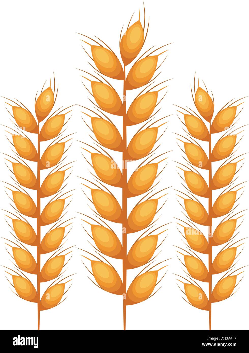 Isolated wheat ear design Stock Vector Image & Art - Alamy