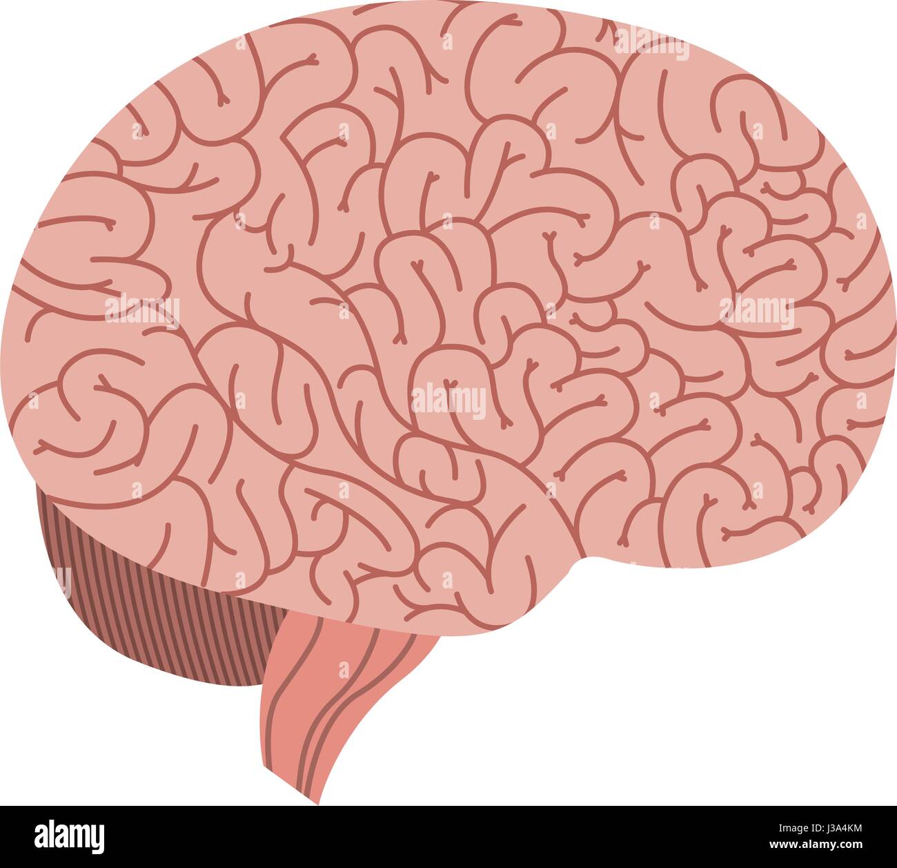 Isolated brain organ design Stock Vector Image & Art - Alamy