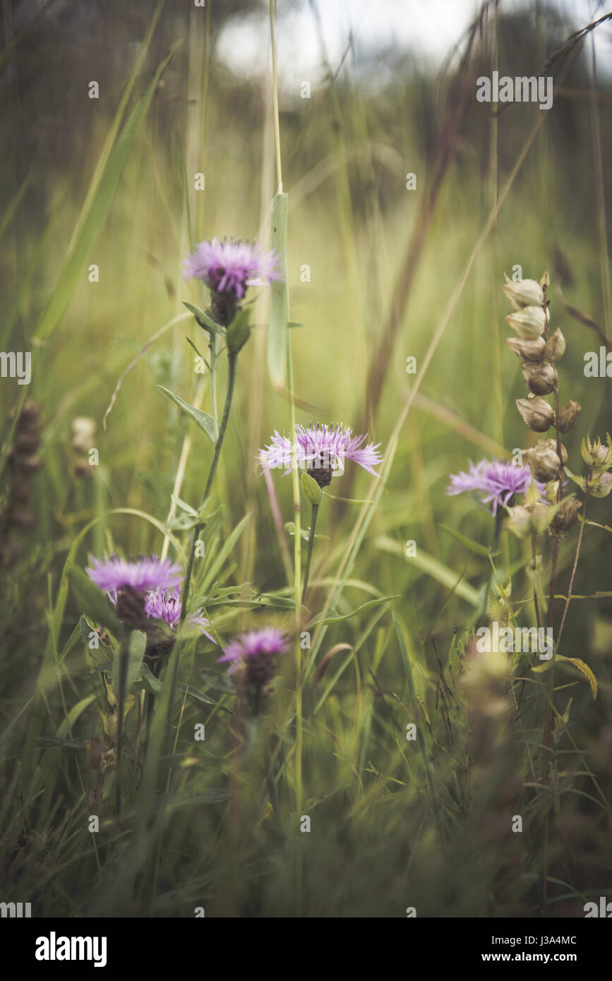 Wild flowers growing in filed in countryside Stock Photo - Alamy