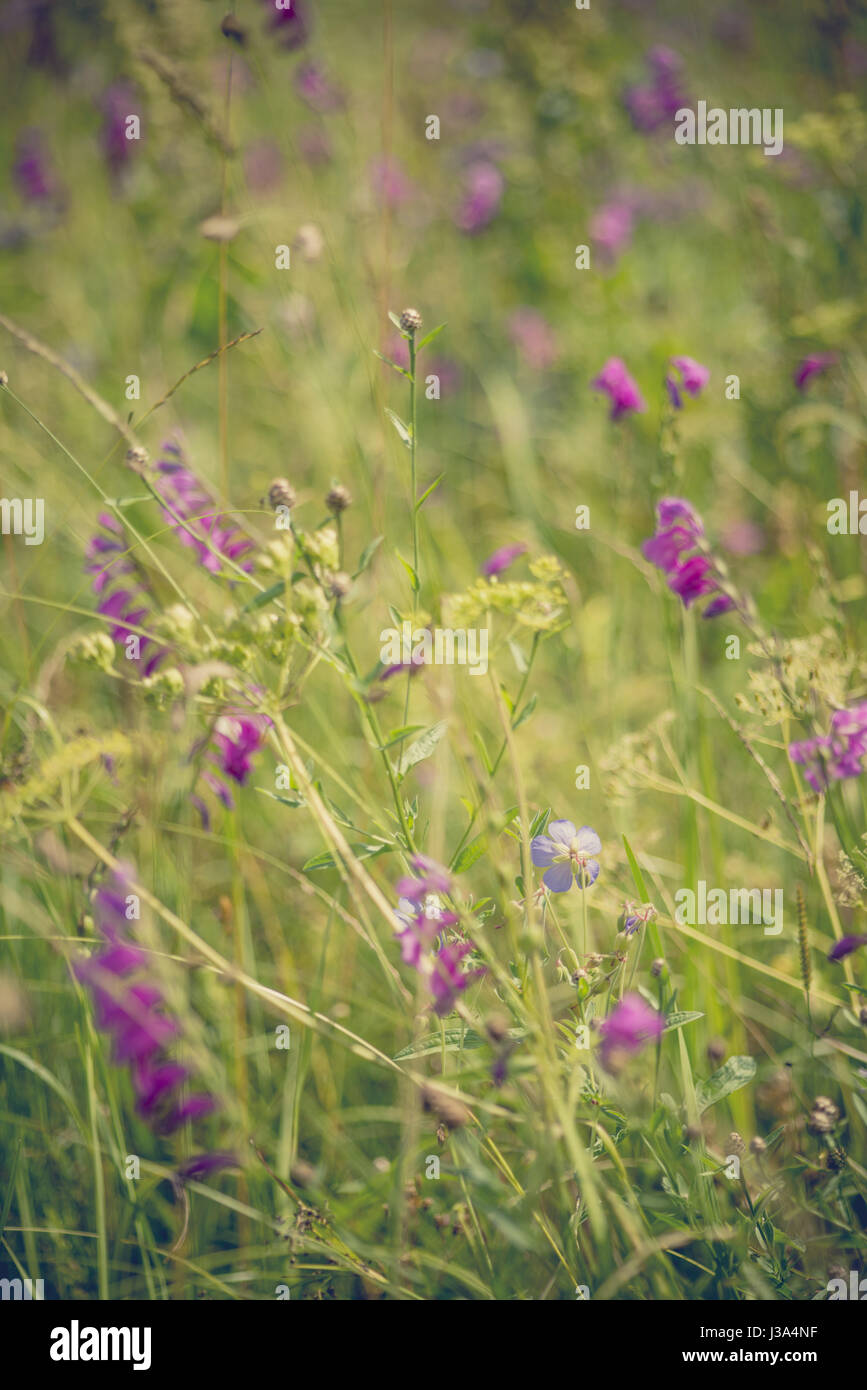 Wild flowers in field in countryside Stock Photo - Alamy