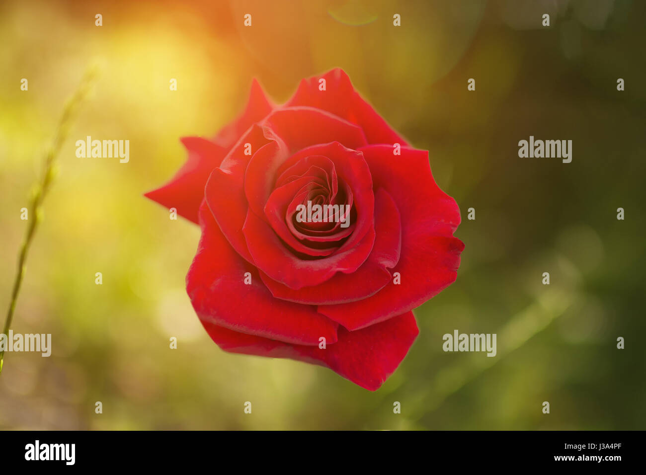 Red Rose in the Garden Stock Photo - Alamy