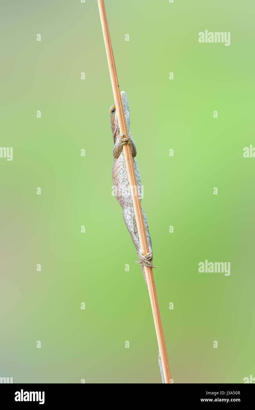 A female Carolina Anole (Anolis carolinensis) clings to a slender reed ...