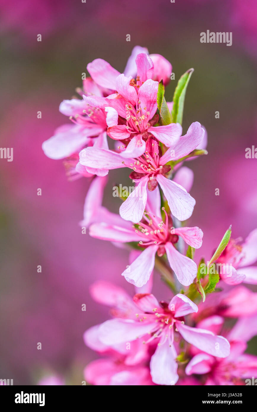 Almond dwarf hi-res stock photography and images - Alamy