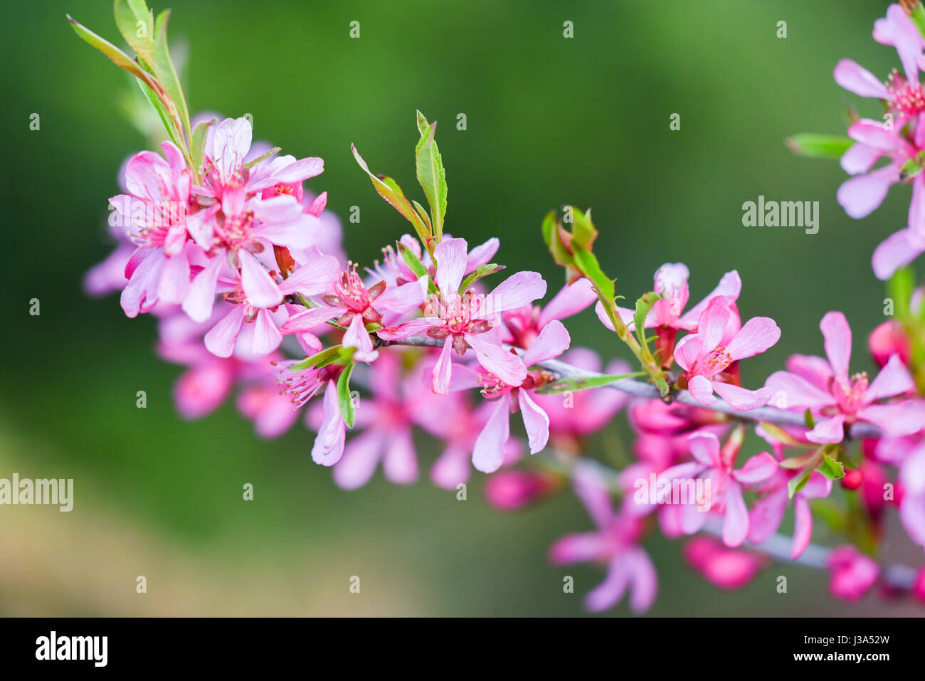 Blooming pink flower almond dwarf in garden, spring time Stock Photo ...
