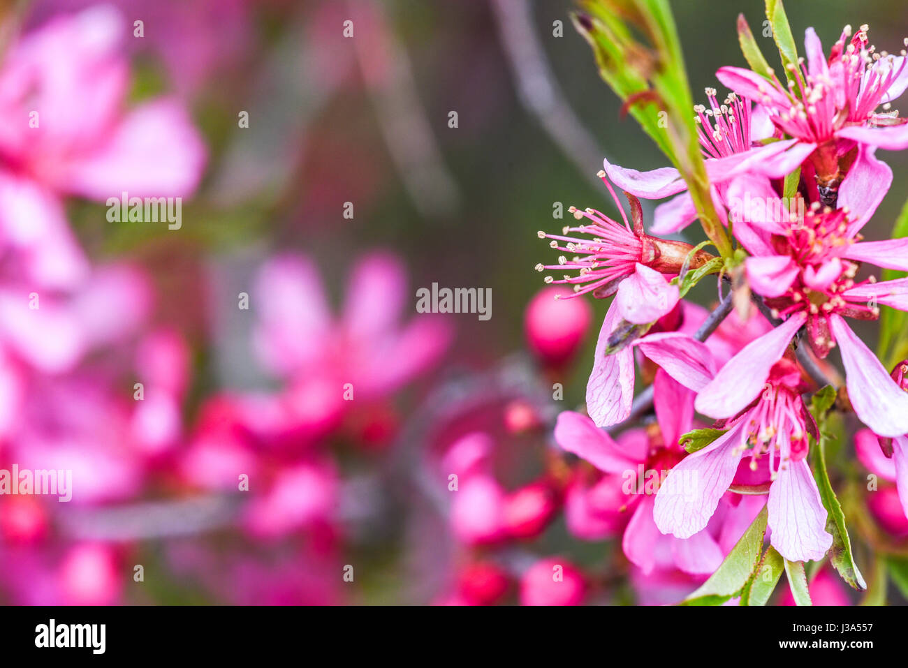 Blooming pink flower almond dwarf in garden, spring time Stock Photo ...