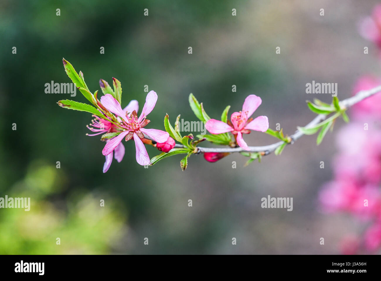 Blooming pink flower almond dwarf in garden, spring time Stock Photo ...