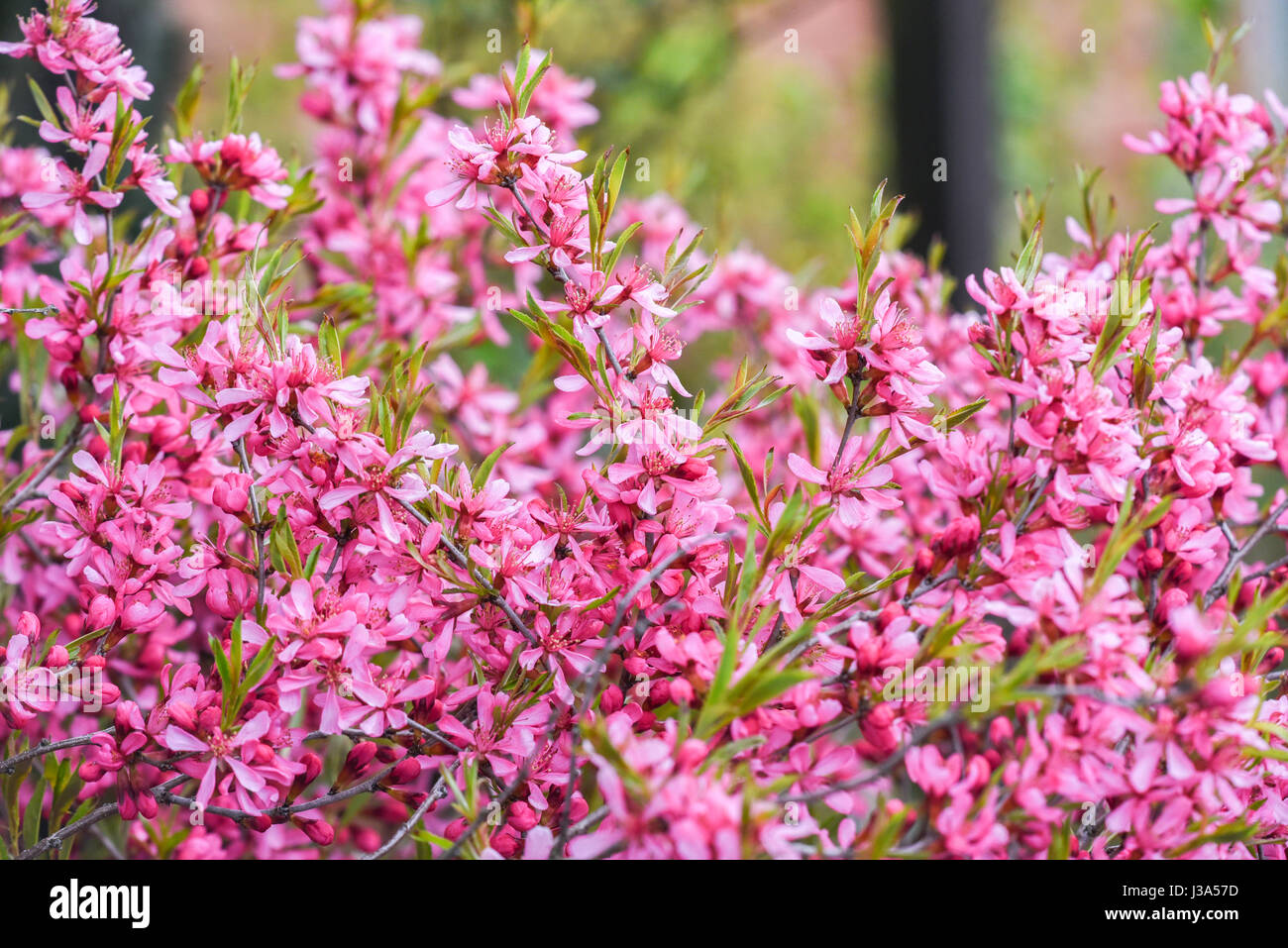 Blooming pink flower almond dwarf in garden, spring time Stock Photo ...