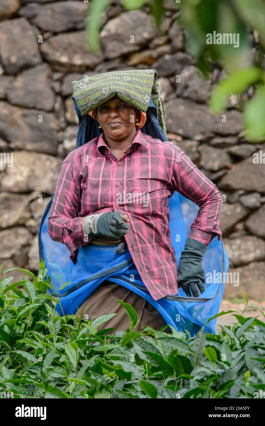 Tamil women picking tea at Parisons Tea Plantation Estate, Thalappuzha ...