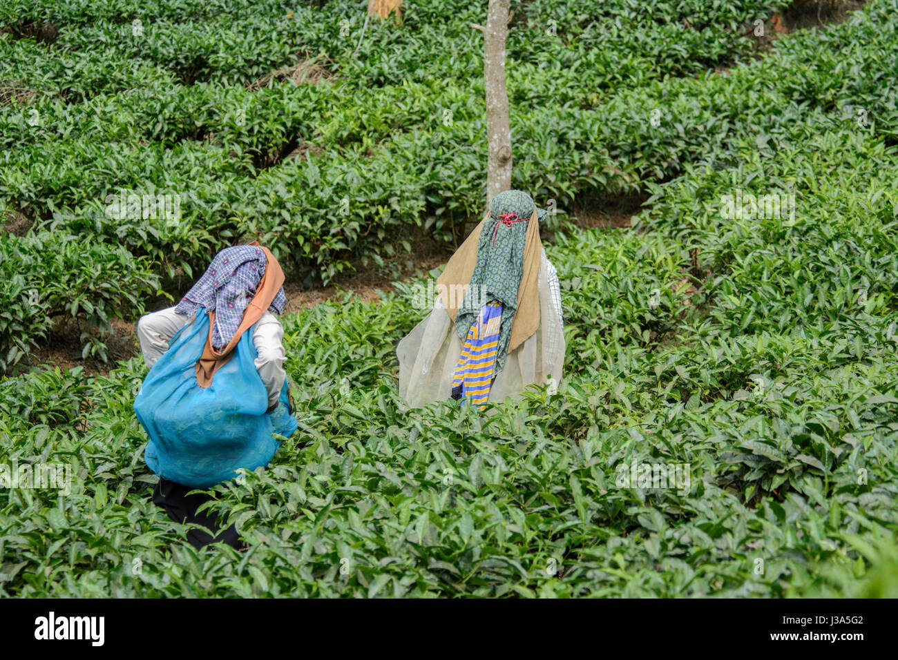 Tamil women picking tea at Parisons Tea Plantation Estate, Thalappuzha ...