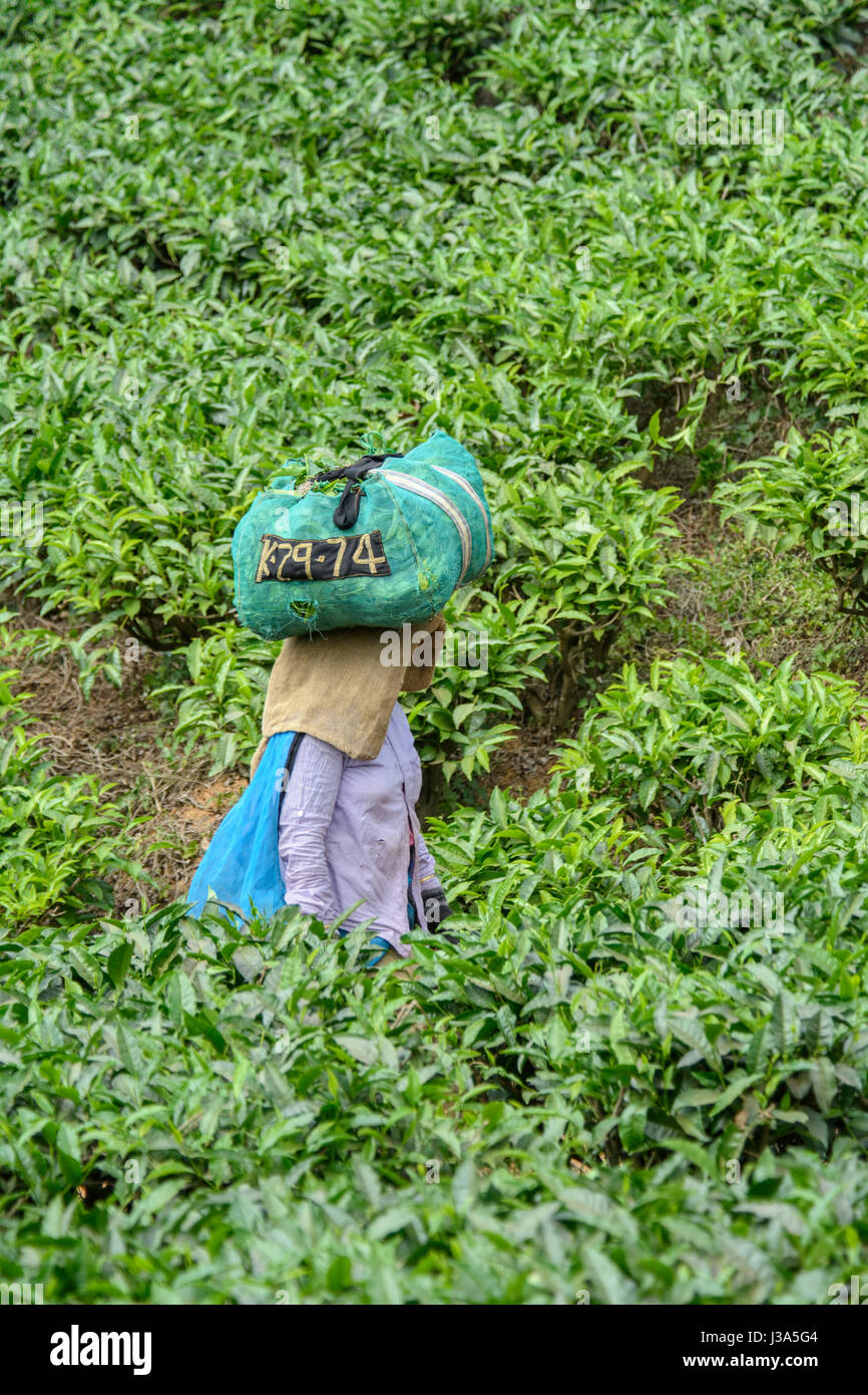 Tamil women picking tea at Parisons Tea Plantation Estate, Thalappuzha ...