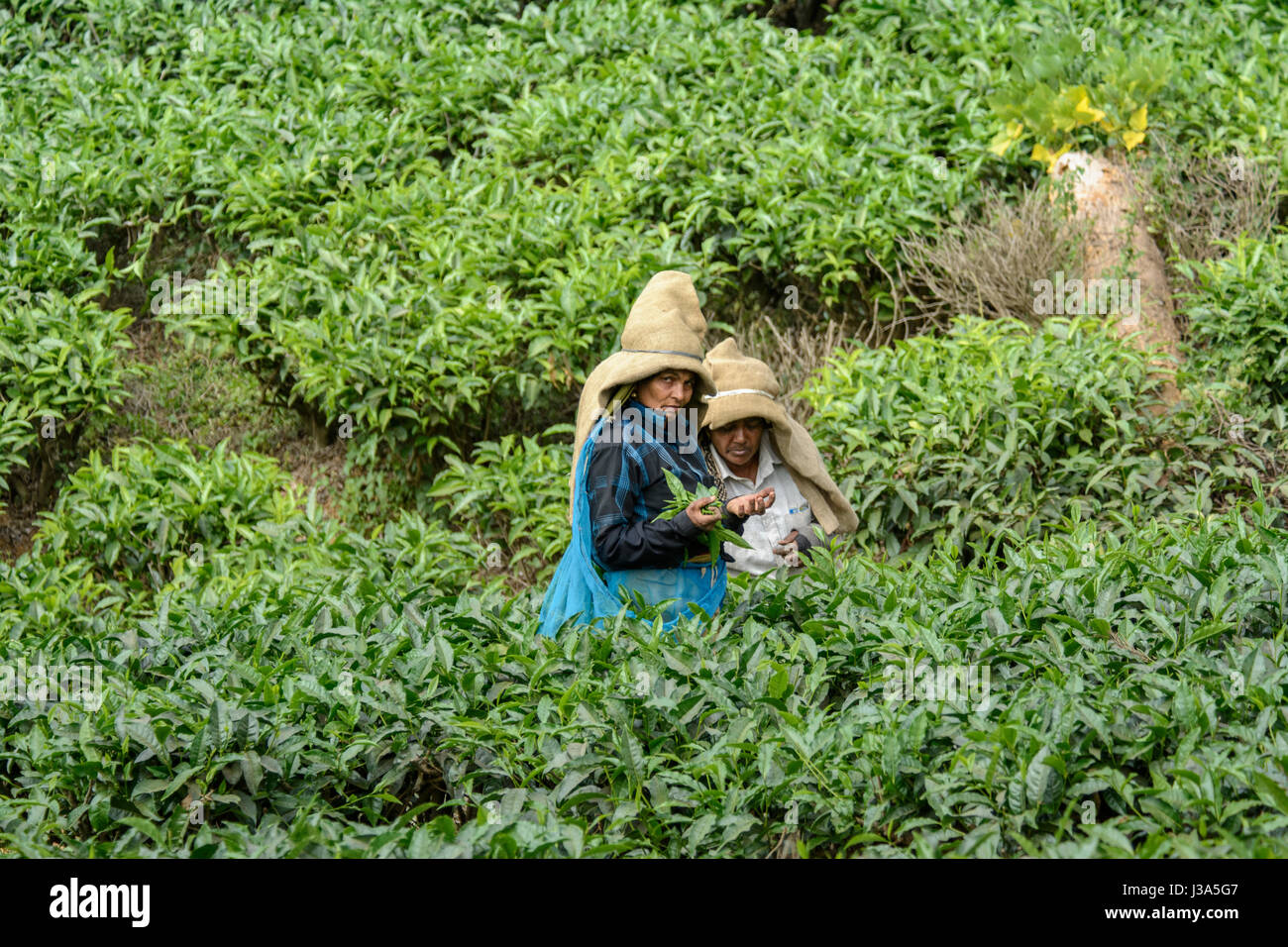 Tamil women picking tea at Parisons Tea Plantation Estate, Thalappuzha ...