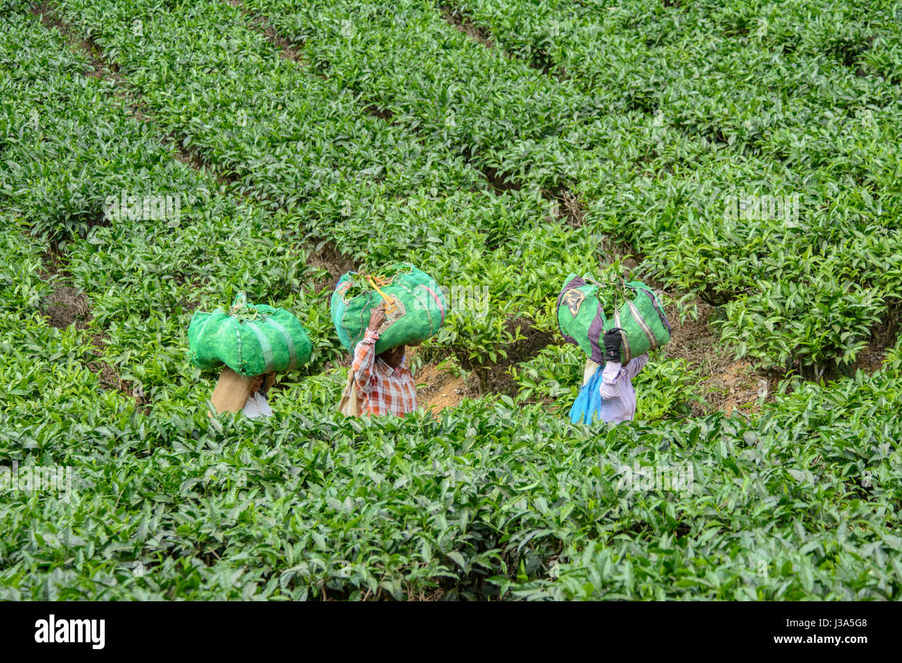 Tamil women picking tea at Parisons Tea Plantation Estate, Thalappuzha ...