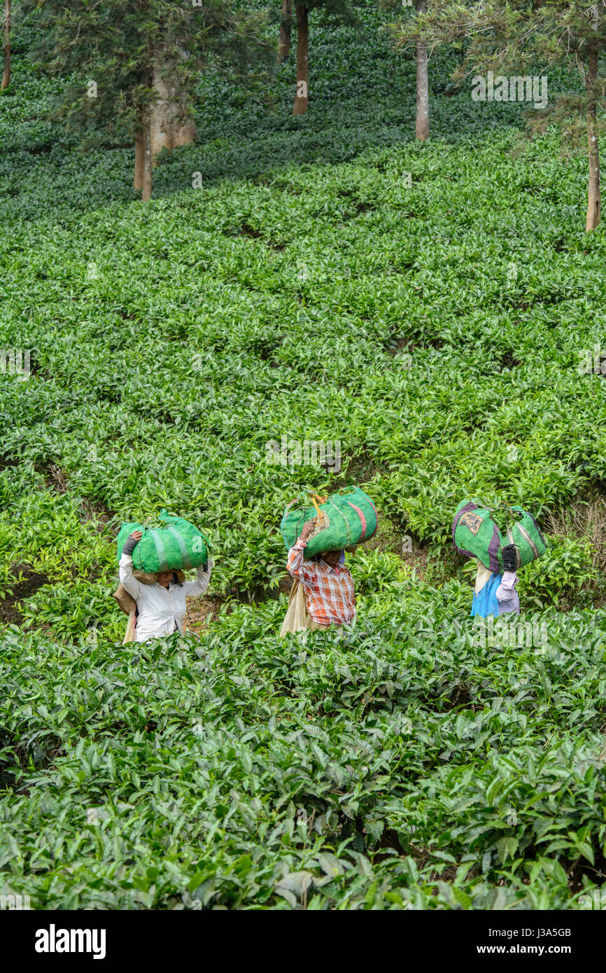 Tamil women picking tea at Parisons Tea Plantation Estate, Thalappuzha ...