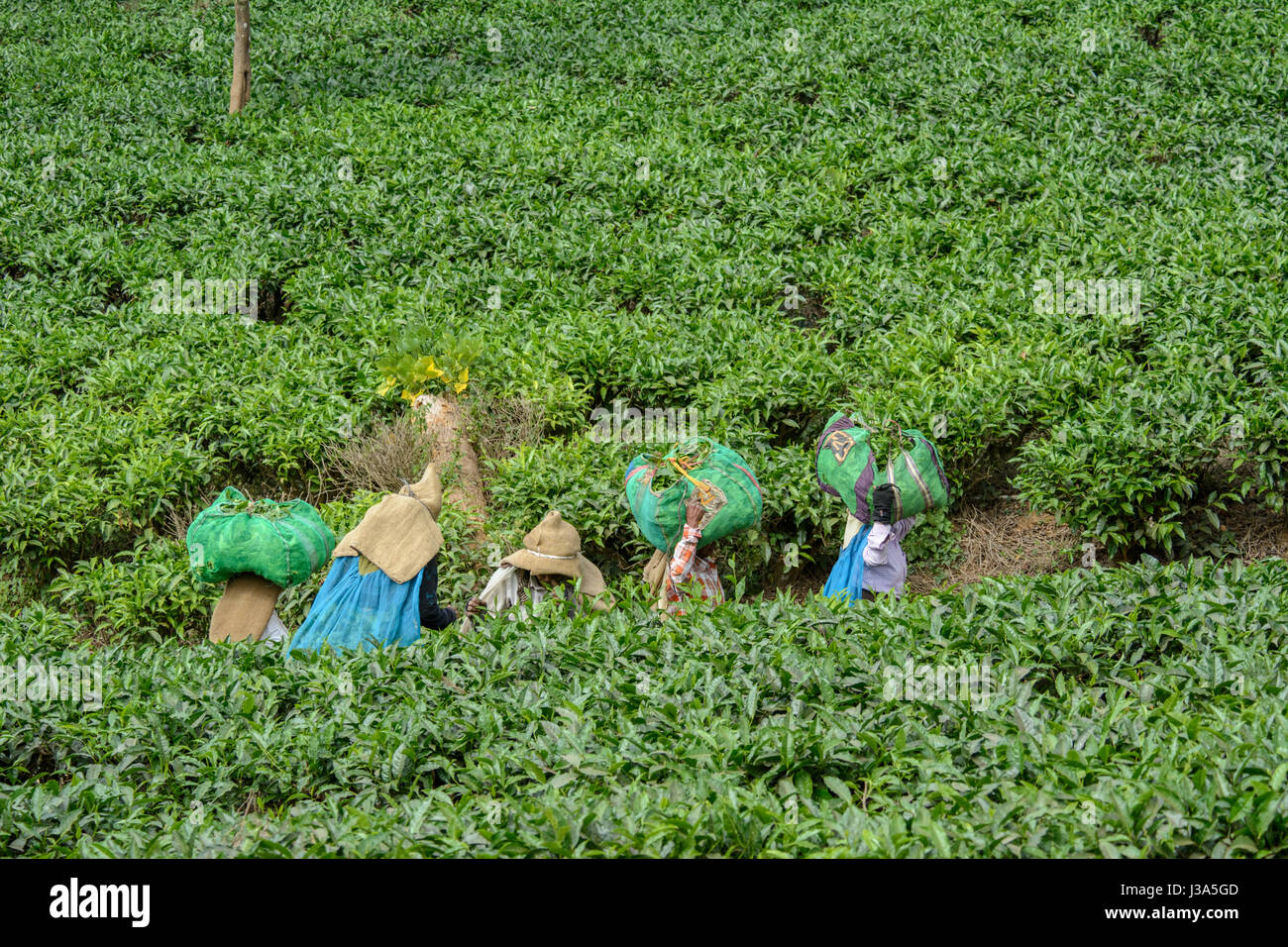 Tamil women picking tea at Parisons Tea Plantation Estate, Thalappuzha ...