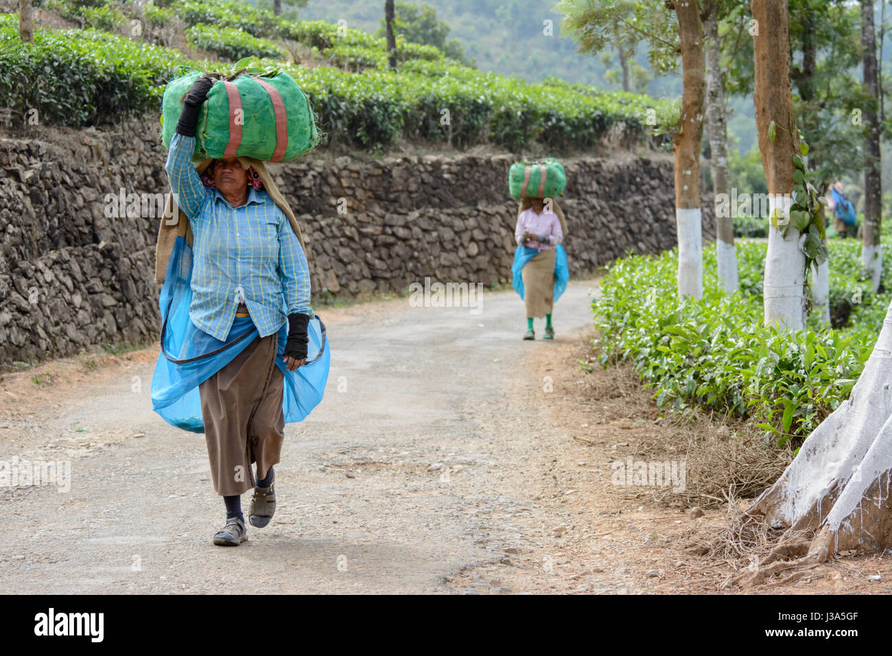 Tamil women picking tea at Parisons Tea Plantation Estate, Thalappuzha ...