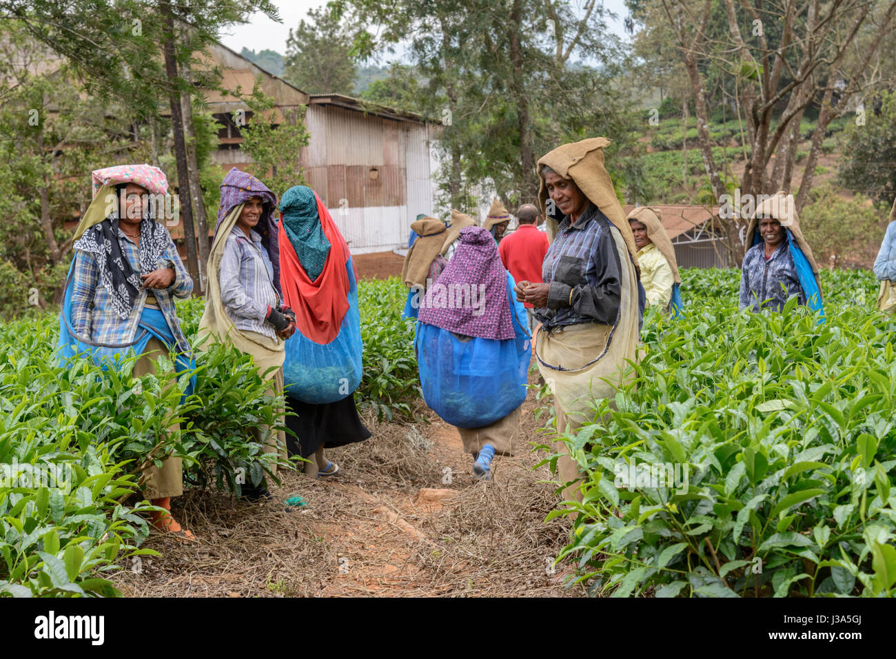 Tamil women picking tea at Parisons Tea Plantation Estate, Thalappuzha ...