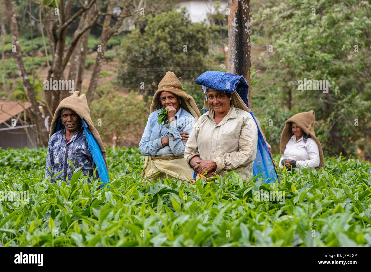 Tamil women picking tea at Parisons Tea Plantation Estate, Thalappuzha ...