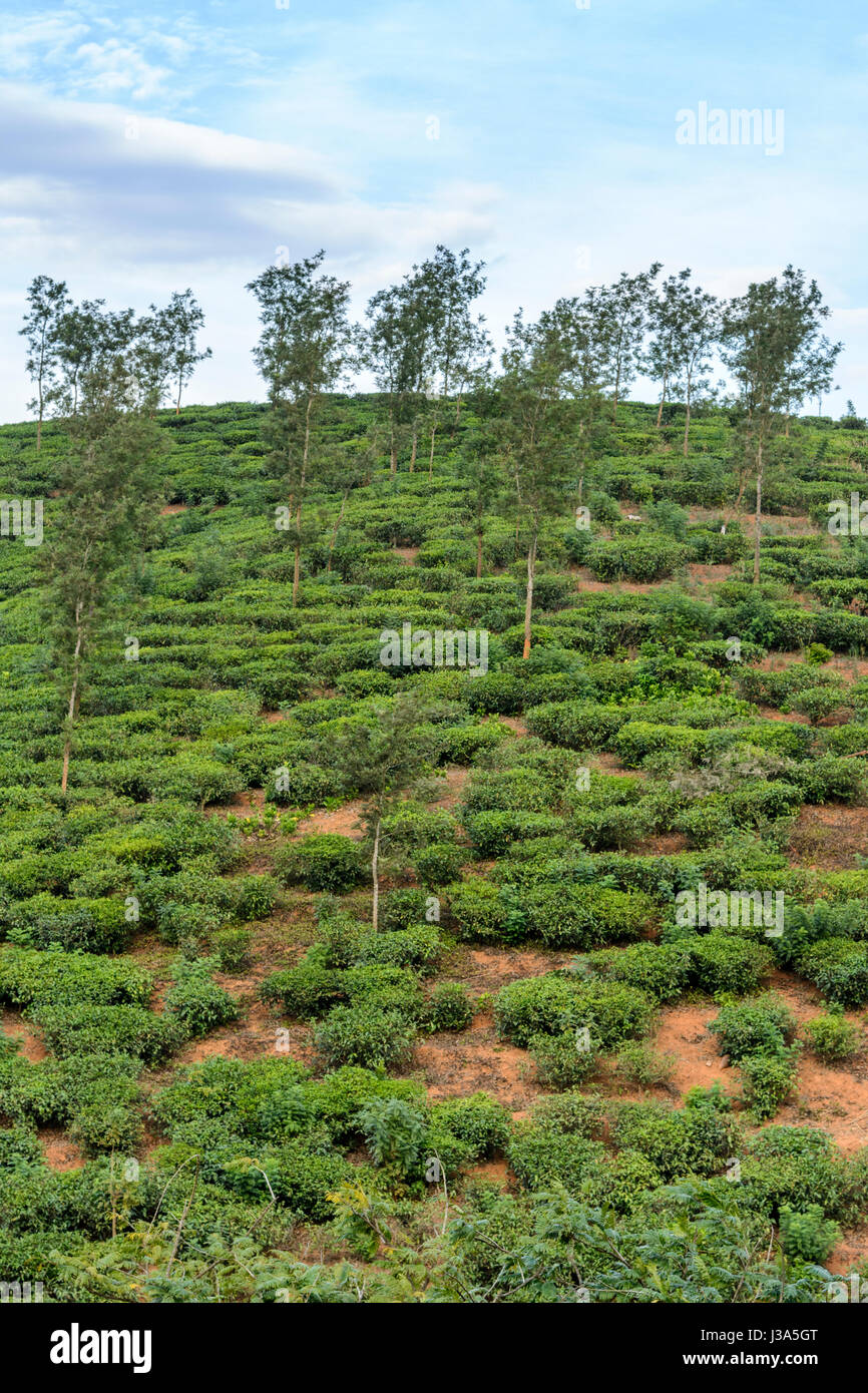 Tea plantation at Parisons Plantation Estate, Thalappuzha, Wayanad ...