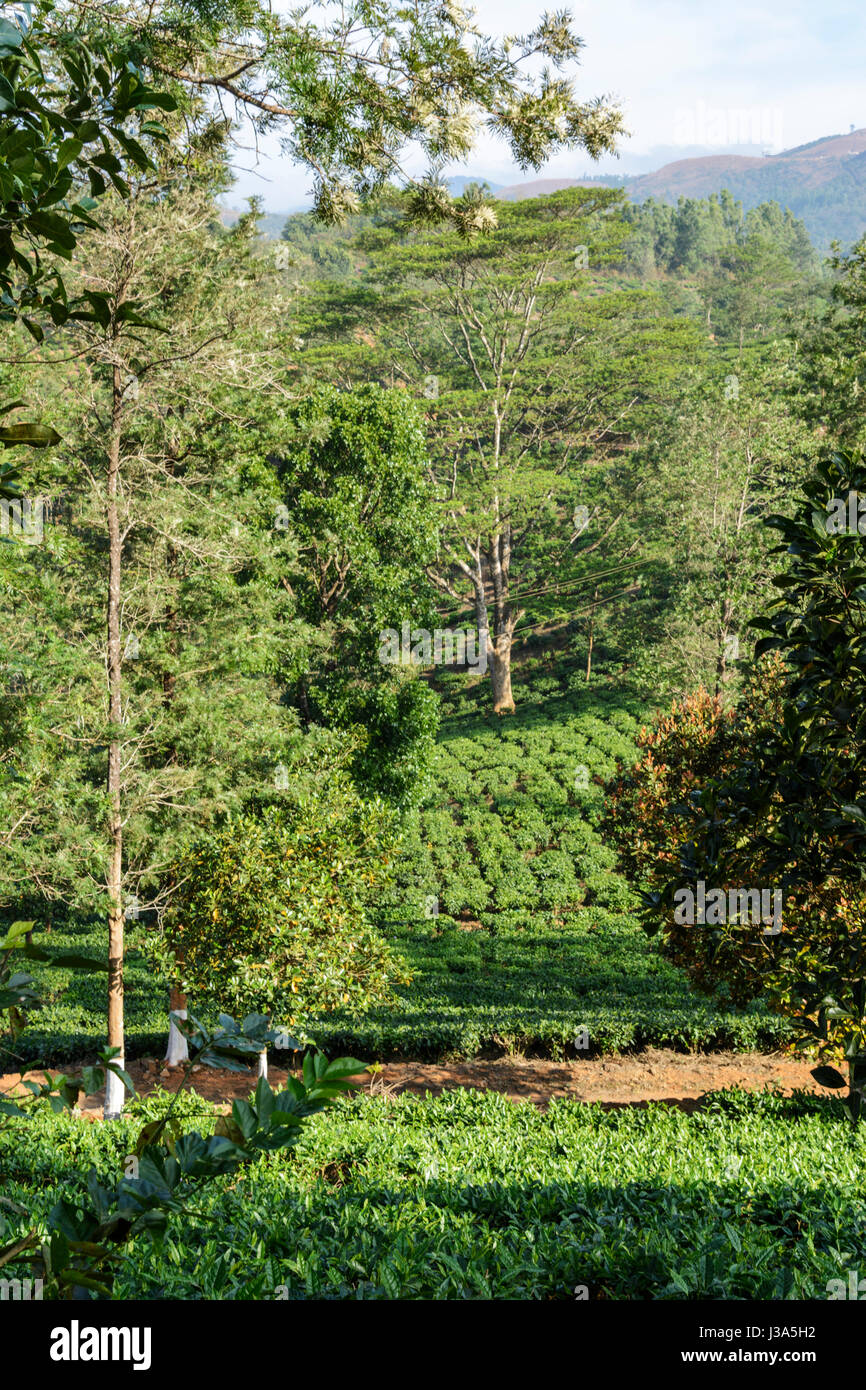Tea plantation at Parisons Plantation Estate, Thalappuzha, Wayanad ...