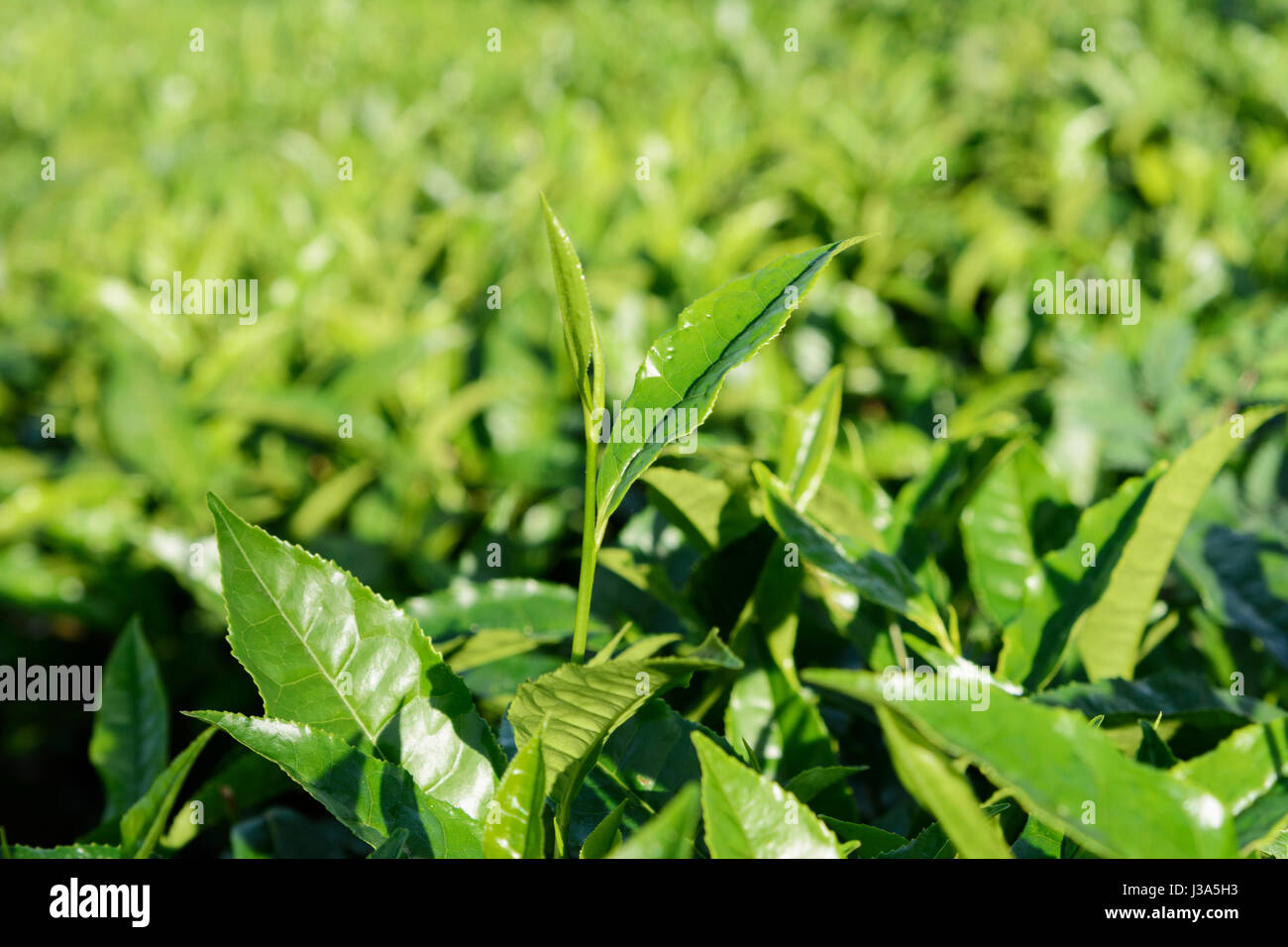 Parisons plantation hi-res stock photography and images - Alamy